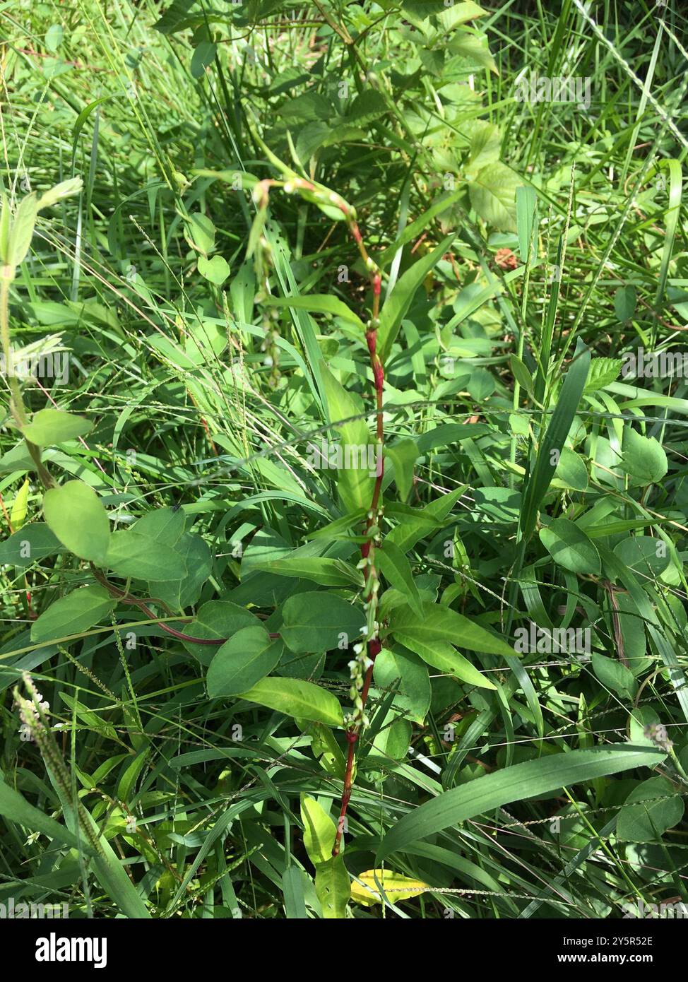 waterpepper (Persicaria hydropiper) Plantae Stock Photo - Alamy