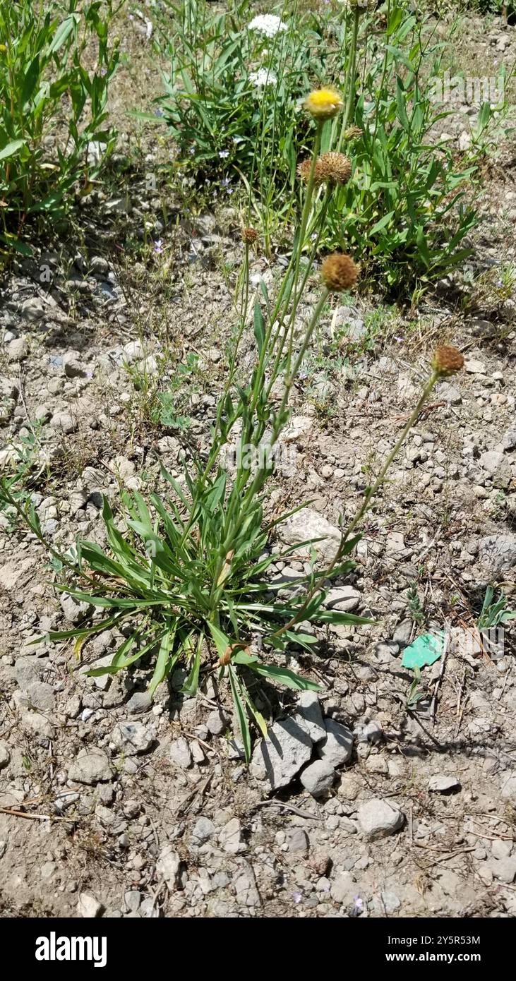 Subalpine Fleabane (Erigeron glacialis) Plantae Stock Photo - Alamy