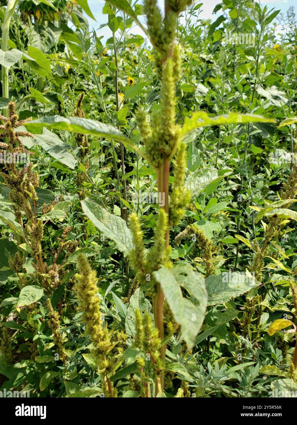 Redroot Amaranth (Amaranthus retroflexus) Plantae Stock Photo - Alamy