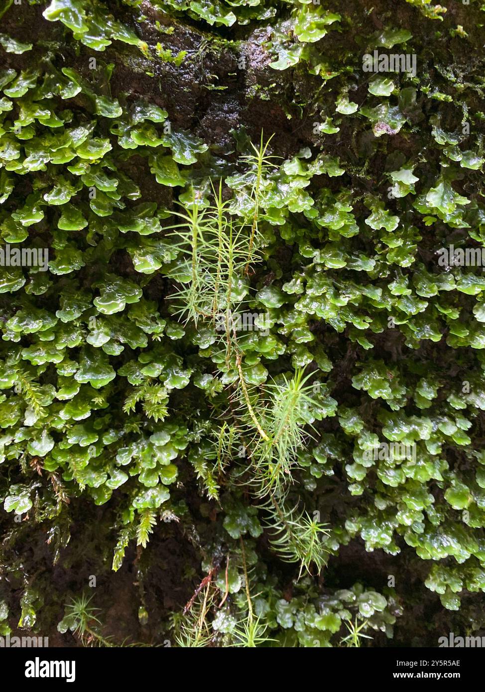 common pellia (Pellia epiphylla) Plantae Stock Photo - Alamy