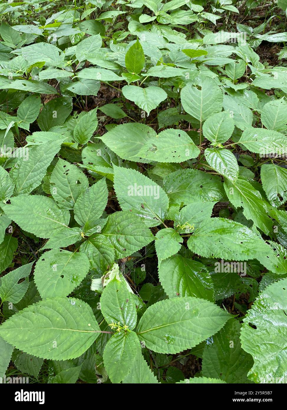 citronella horse balm (Collinsonia canadensis) Plantae Stock Photo - Alamy