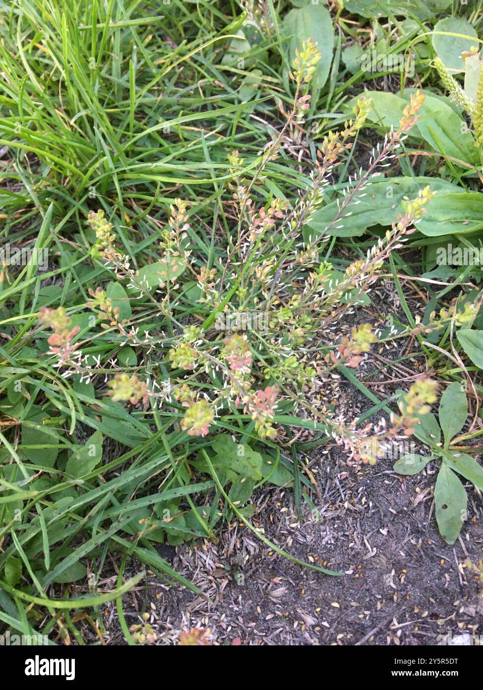 (Lepidium apetalum) Plantae Stock Photo - Alamy