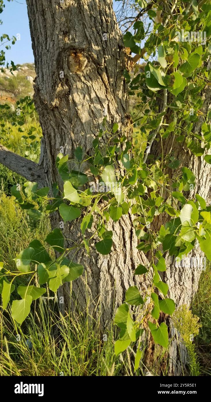 Eastern Cottonwood (Populus deltoides) Plantae Stock Photo - Alamy