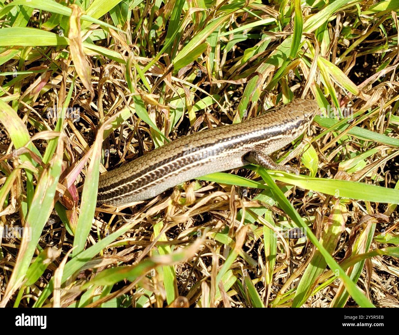 Prairie Skink (Plestiodon septentrionalis) Reptilia Stock Photo - Alamy