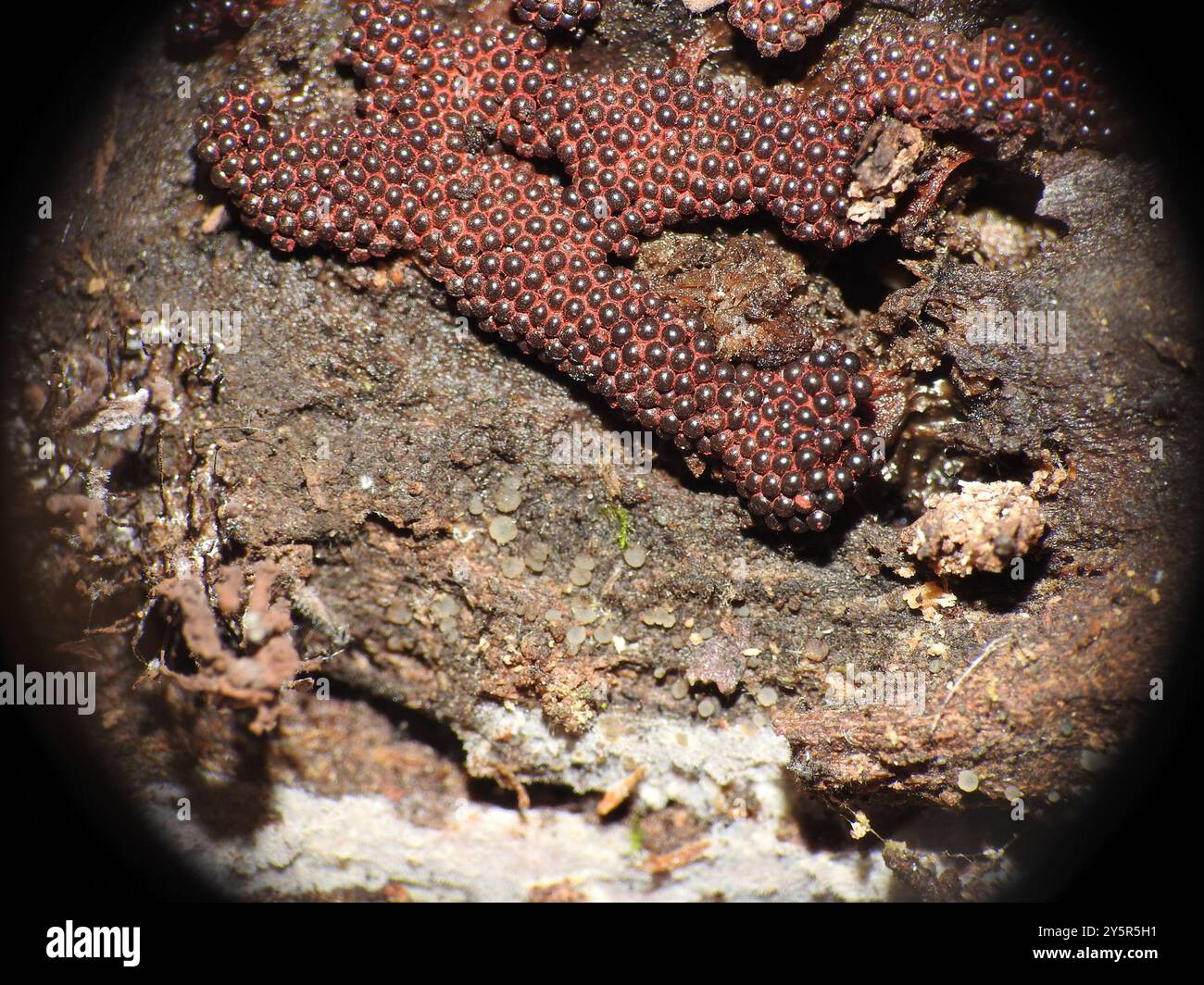 Wasp's Nest Slime Mold (Metatrichia vesparia) Protozoa Stock Photo - Alamy