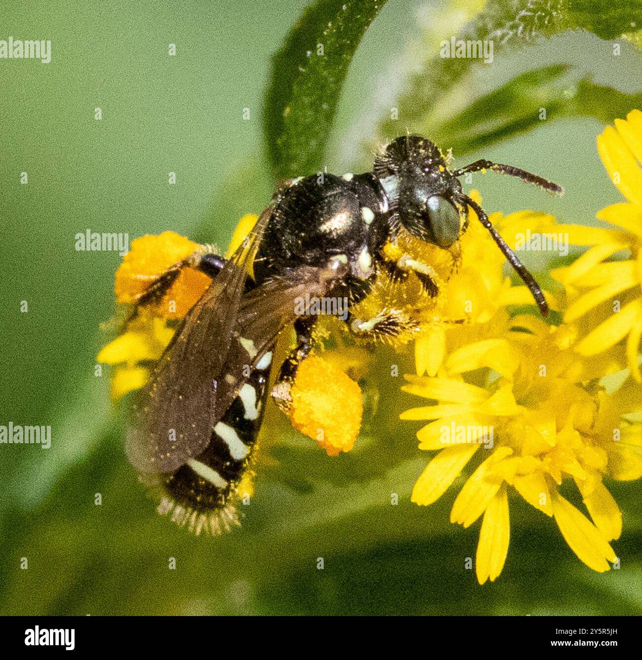 Eight-spotted Fairy Bee (Perdita octomaculata) Insecta Stock Photo - Alamy