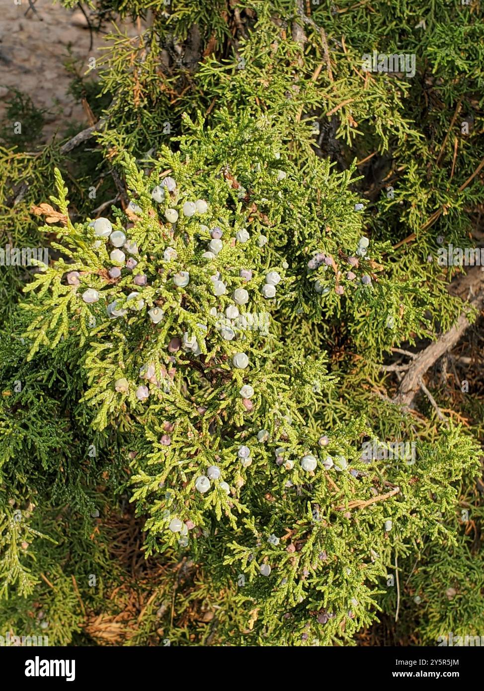 One-seed Juniper (Juniperus monosperma) Plantae Stock Photo - Alamy
