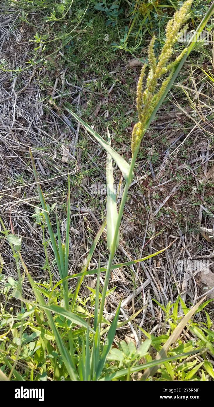 Barnyard Grasses (Echinochloa) Plantae Stock Photo - Alamy