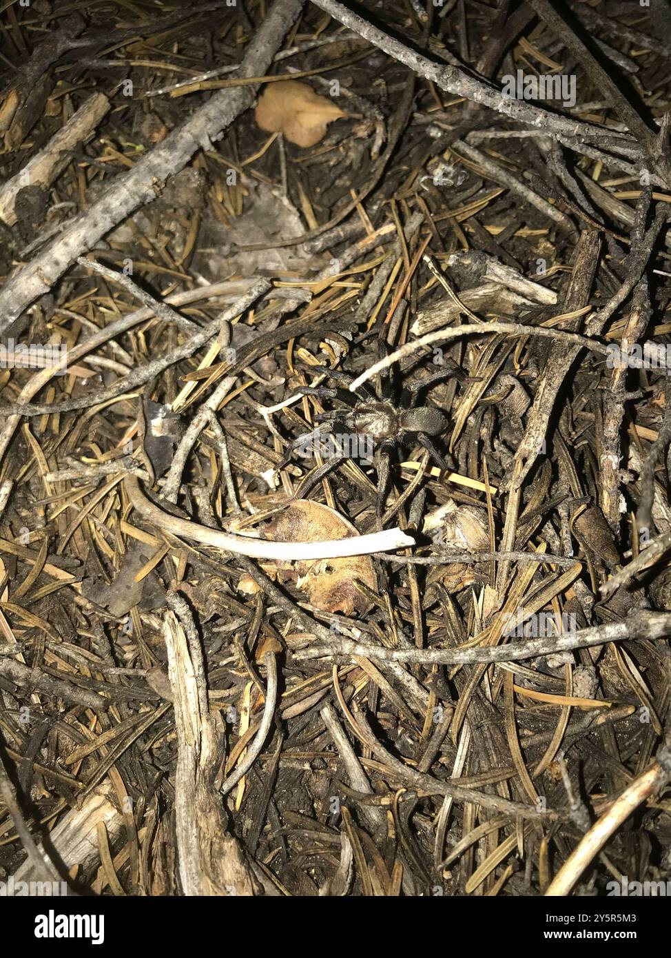 False Tarantula (Calisoga longitarsis) Arachnida Stock Photo - Alamy