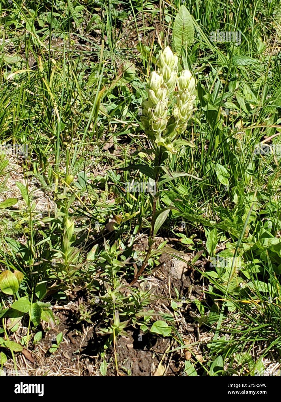 Western Indian Paintbrush (Castilleja occidentalis) Plantae Stock Photo ...