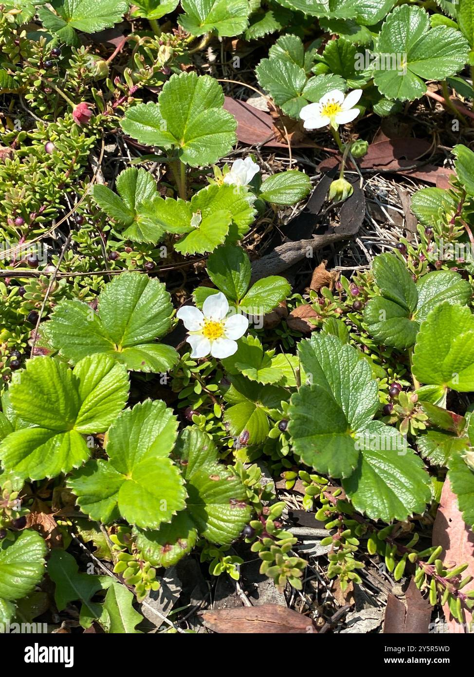 beach strawberry (Fragaria chiloensis) Plantae Stock Photo - Alamy