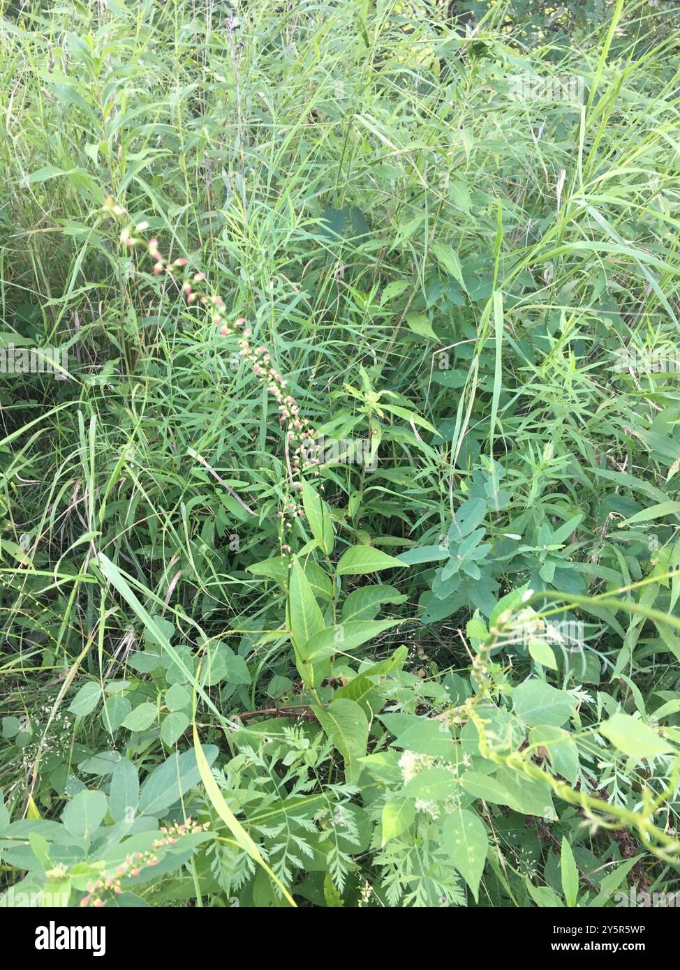 American jumpseed (Persicaria virginiana) Plantae Stock Photo - Alamy
