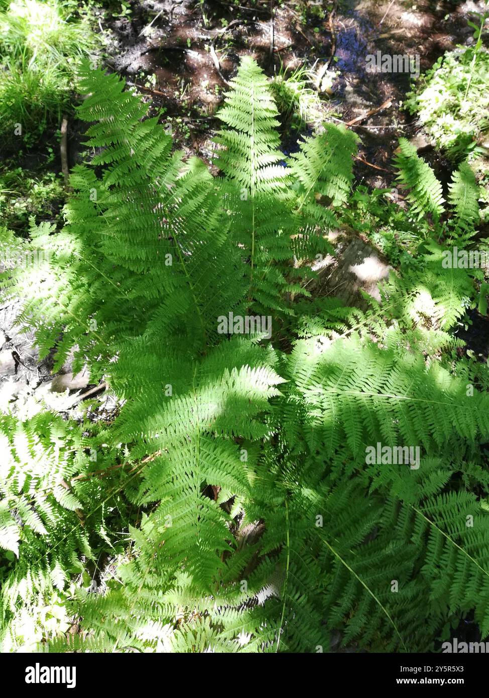 western lady fern (Athyrium filix-femina cyclosorum) Plantae Stock ...
