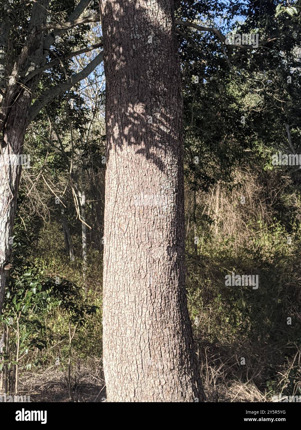 (Flindersia xanthoxyla) Plantae Stock Photo - Alamy
