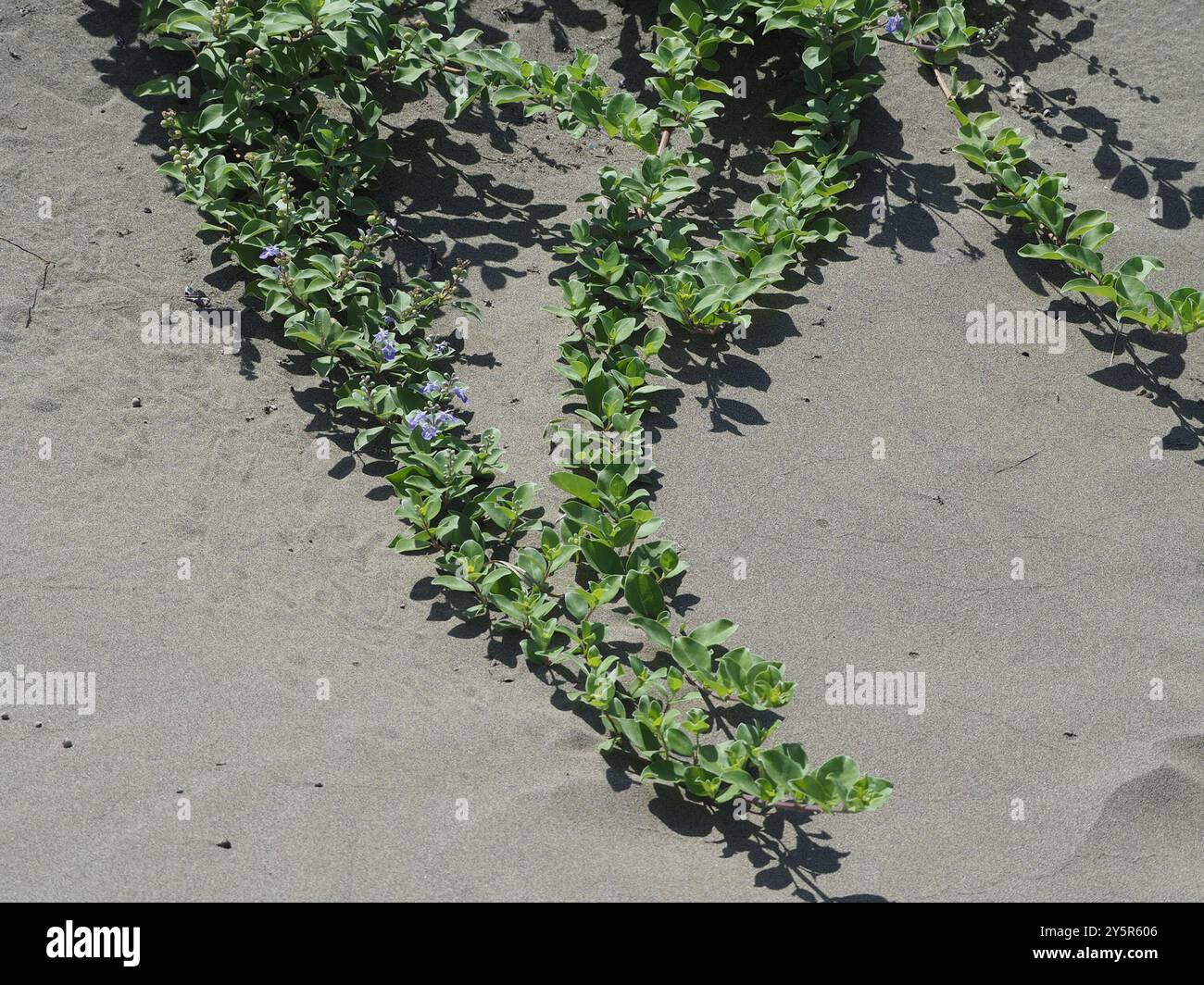 Beach Vitex (Vitex rotundifolia) Plantae Stock Photo - Alamy