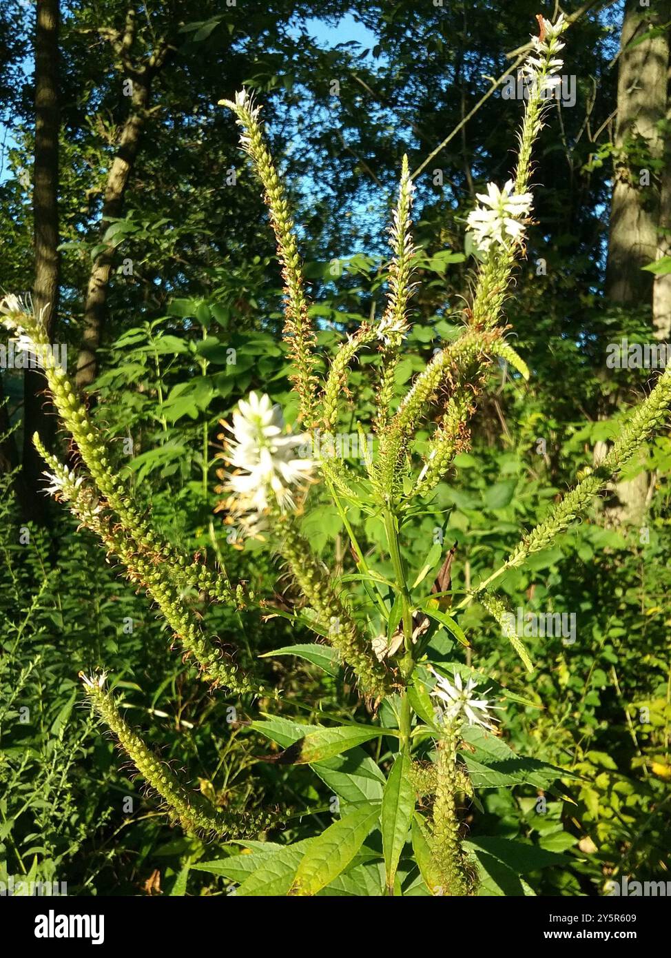 Culver's root (Veronicastrum virginicum) Plantae Stock Photo - Alamy