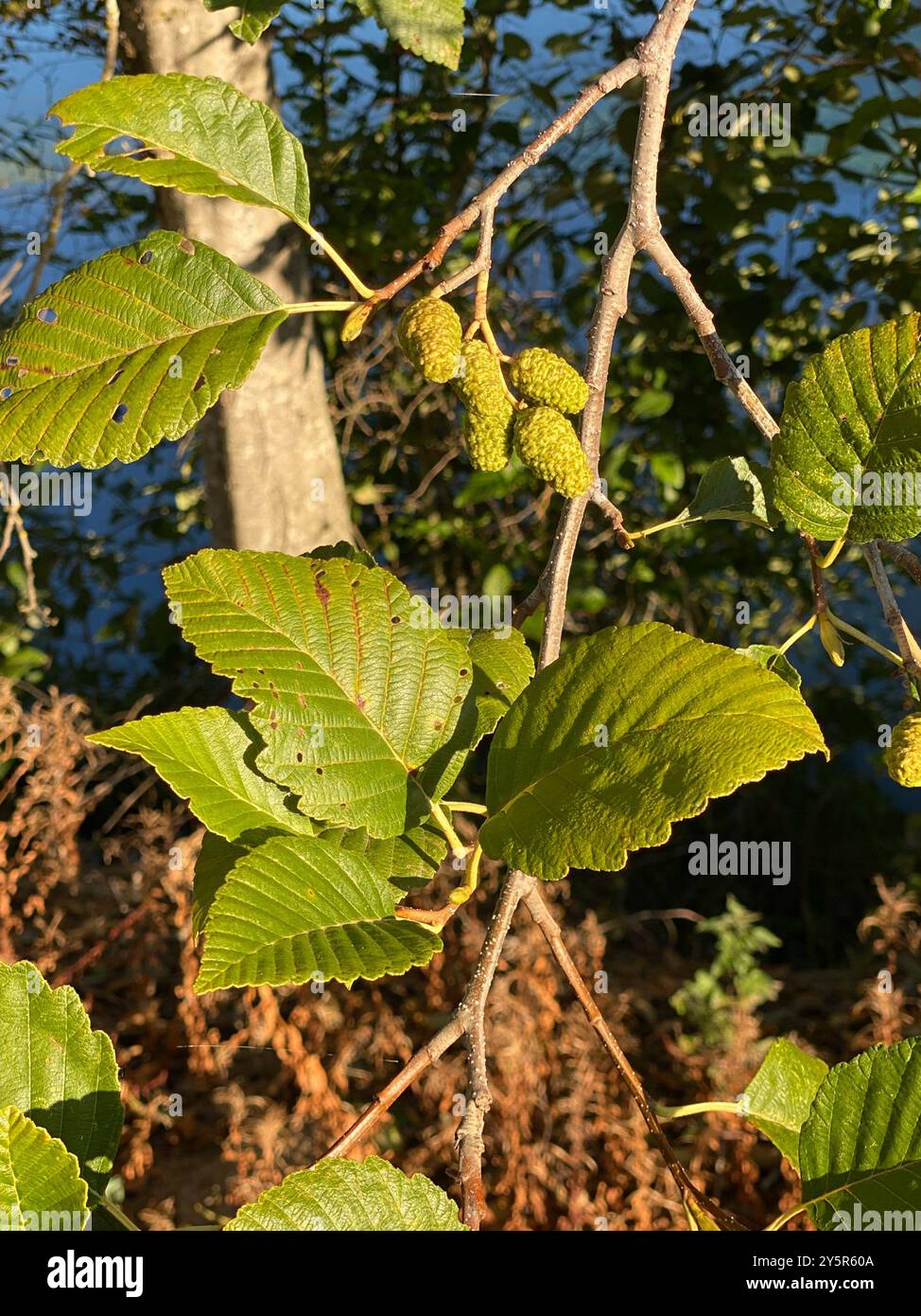 Red Alder (Alnus rubra) Plantae Stock Photo - Alamy