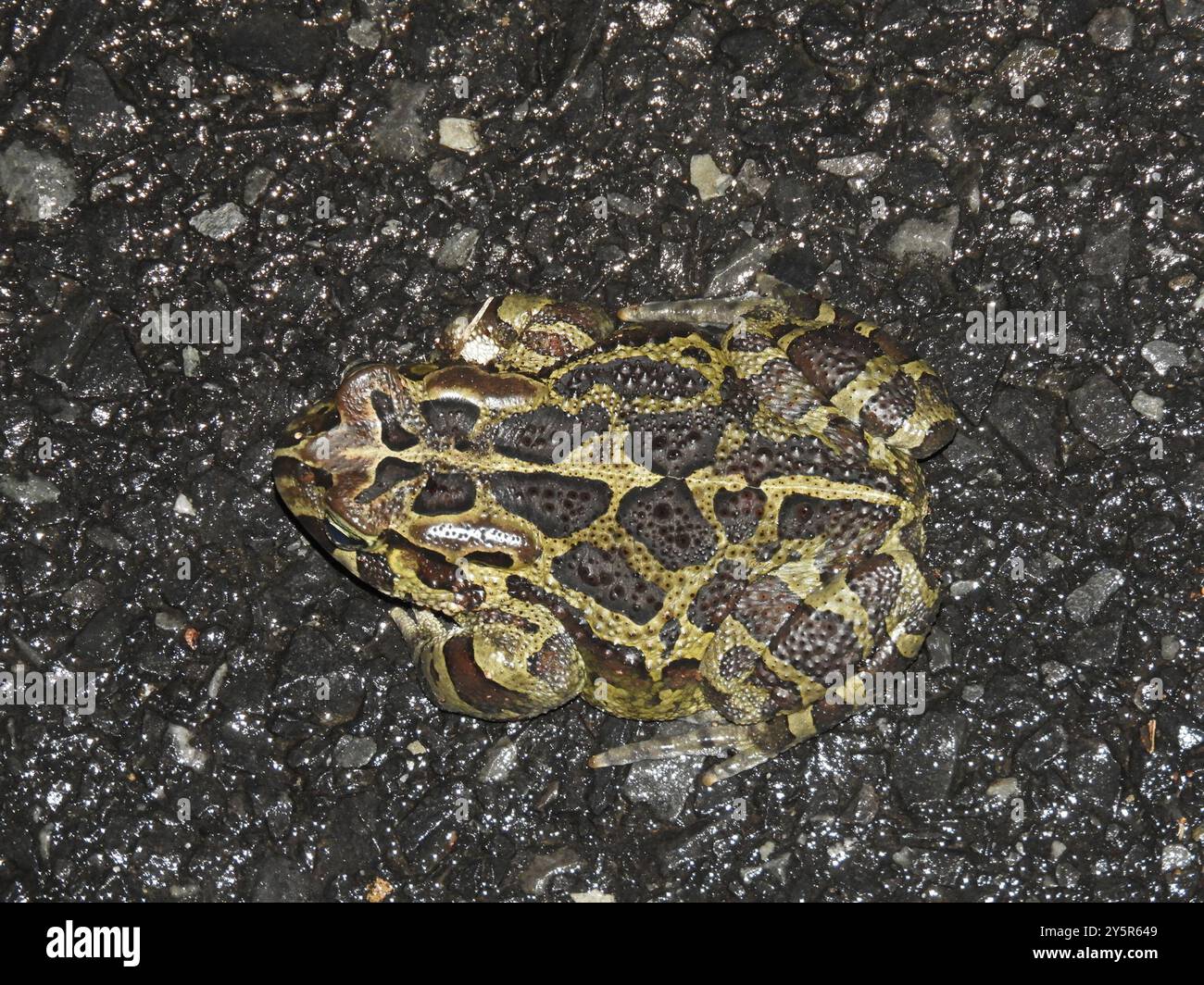 Western Leopard Toad (Sclerophrys pantherina) Amphibia Stock Photo - Alamy