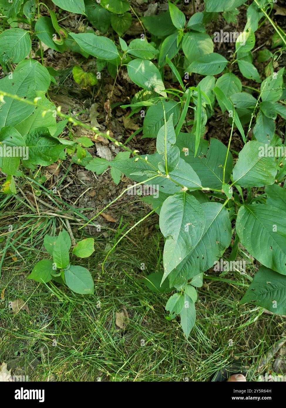 American jumpseed (Persicaria virginiana) Plantae Stock Photo - Alamy