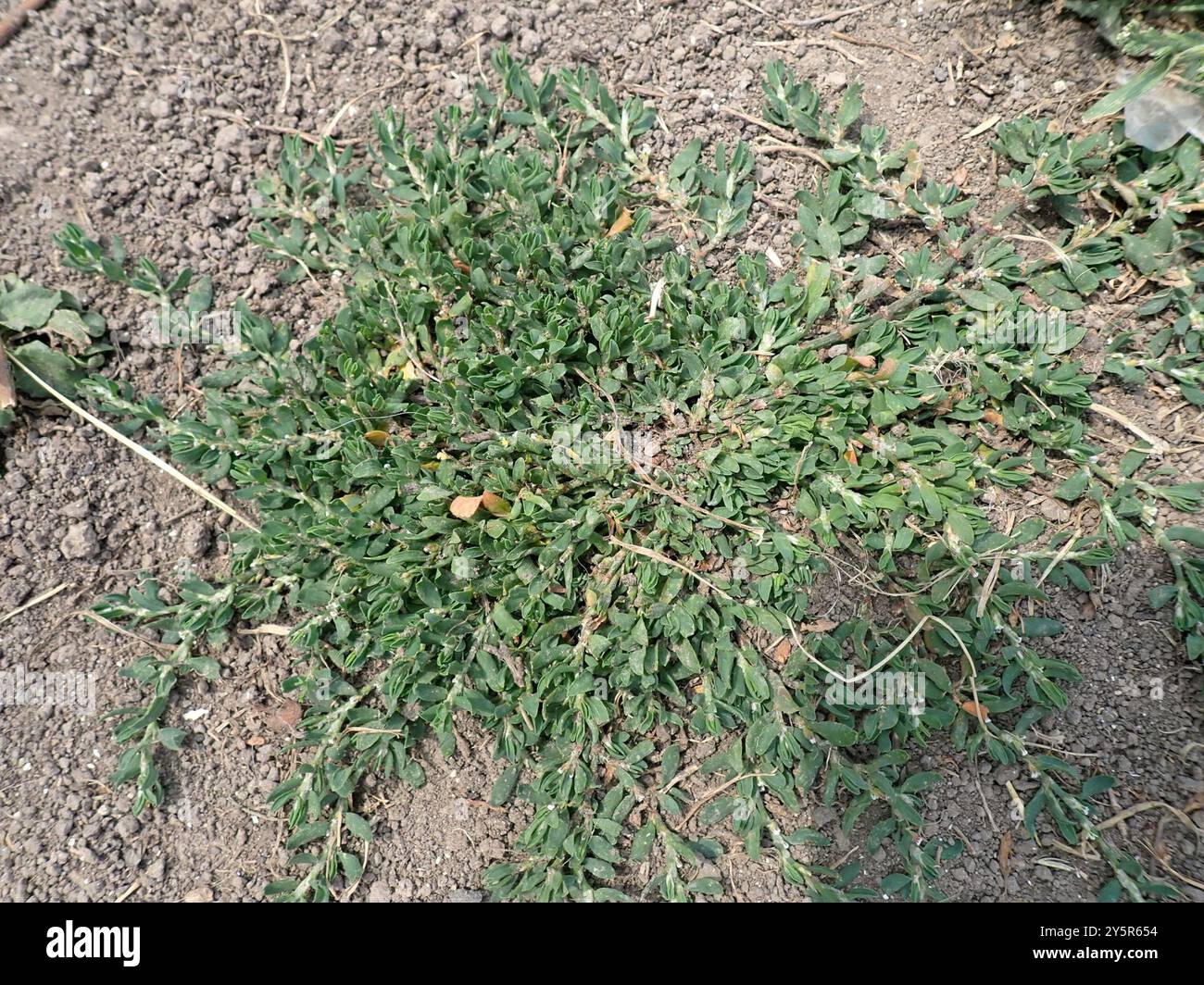 Oval Leaf Knotweed (Polygonum arenastrum) Plantae Stock Photo - Alamy