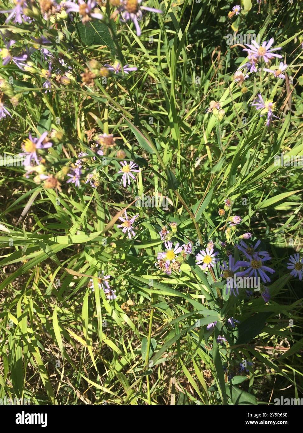 smooth blue aster (Symphyotrichum laeve) Plantae Stock Photo - Alamy