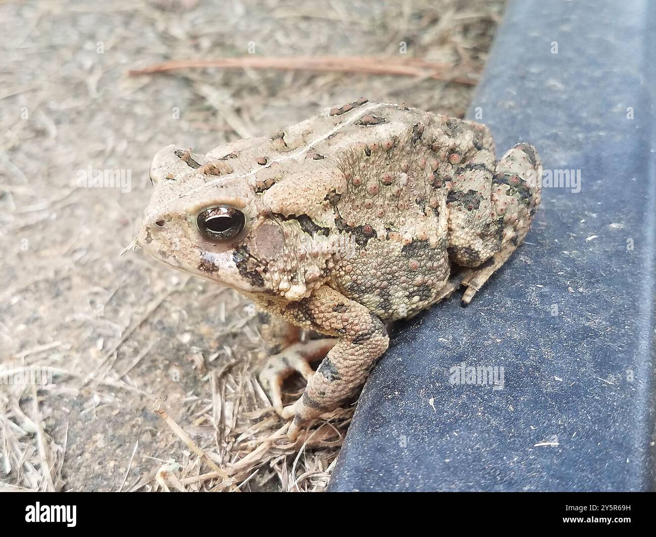Fowler's Toad (Anaxyrus fowleri) Amphibia Stock Photo - Alamy