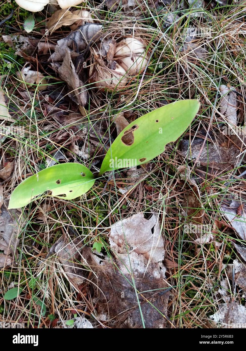 monocots (Liliopsida) Plantae Stock Photo - Alamy