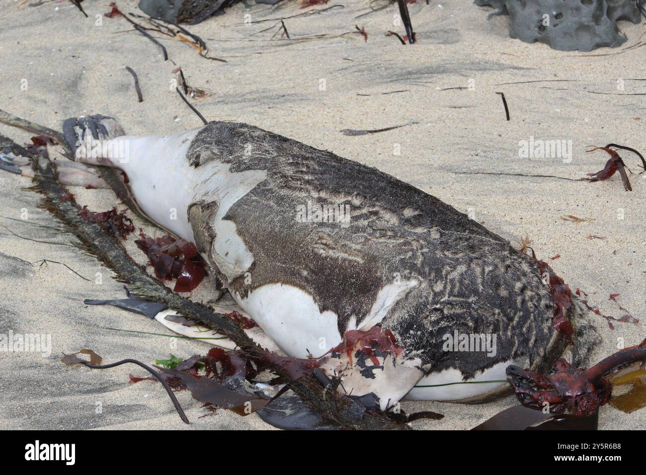 Eared Seals (Otariidae) Mammalia Stock Photo - Alamy