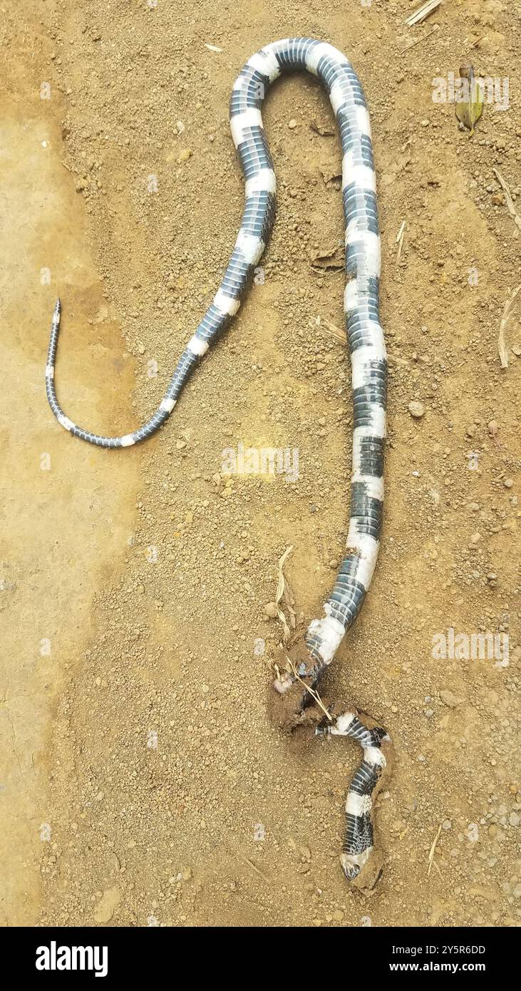 Black-banded Cat-eyed Snake (Leptodeira nigrofasciata) Reptilia Stock ...