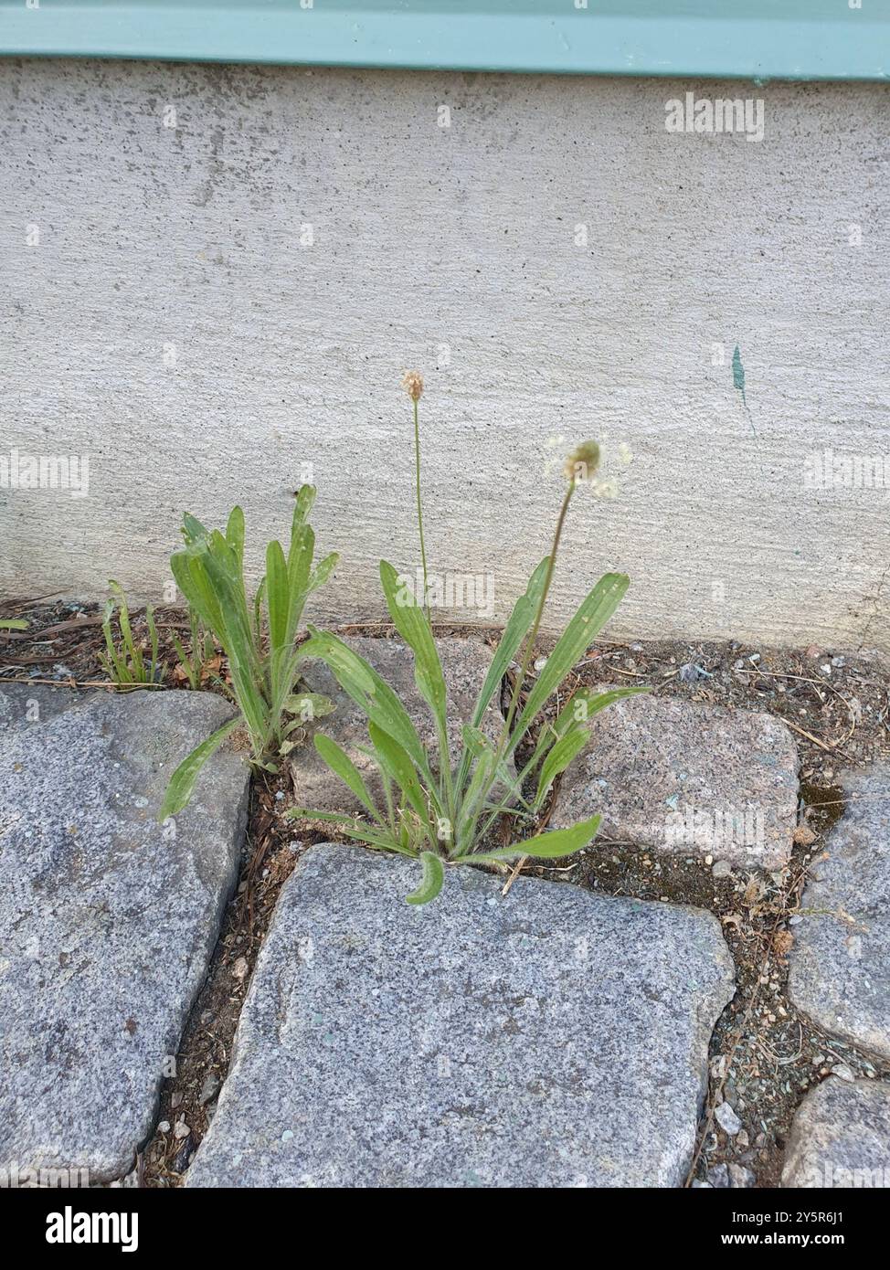 ribwort plantain (Plantago lanceolata) Plantae Stock Photo - Alamy