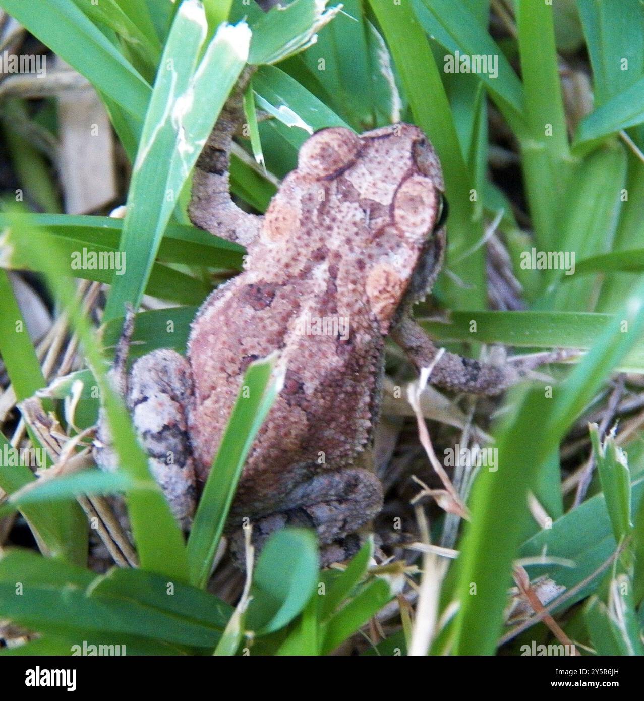 Gulf Coast Toad (Incilius nebulifer) Amphibia Stock Photo - Alamy