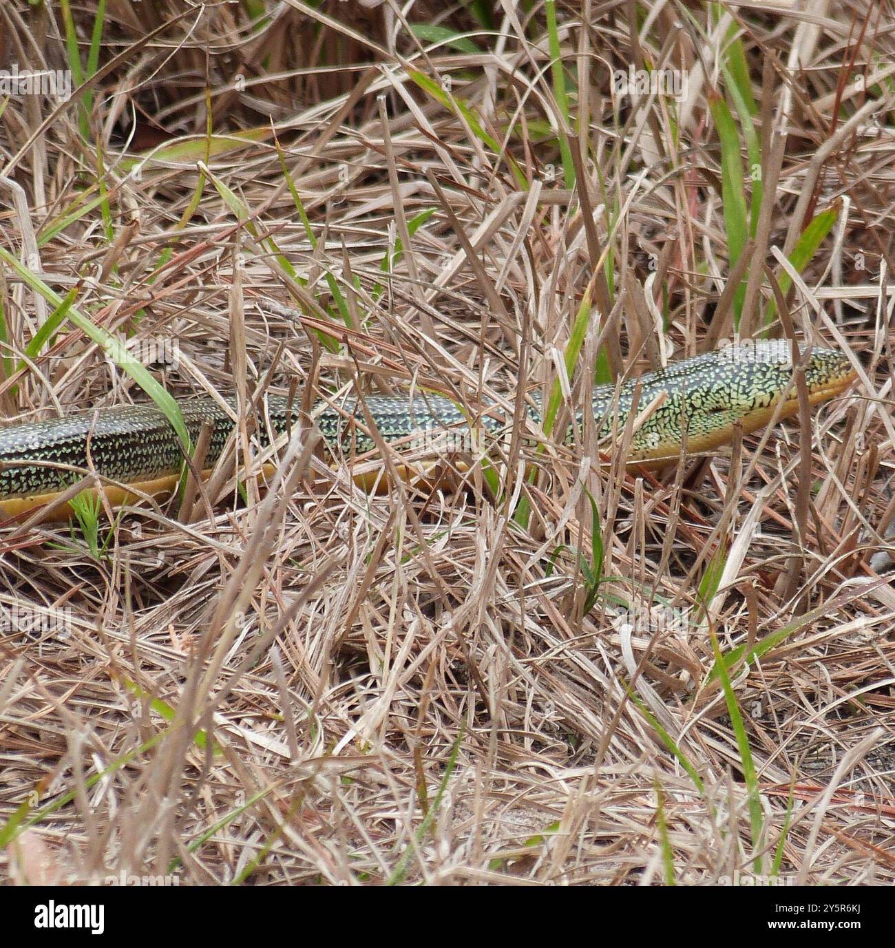 Eastern Glass Lizard (Ophisaurus ventralis) Reptilia Stock Photo - Alamy