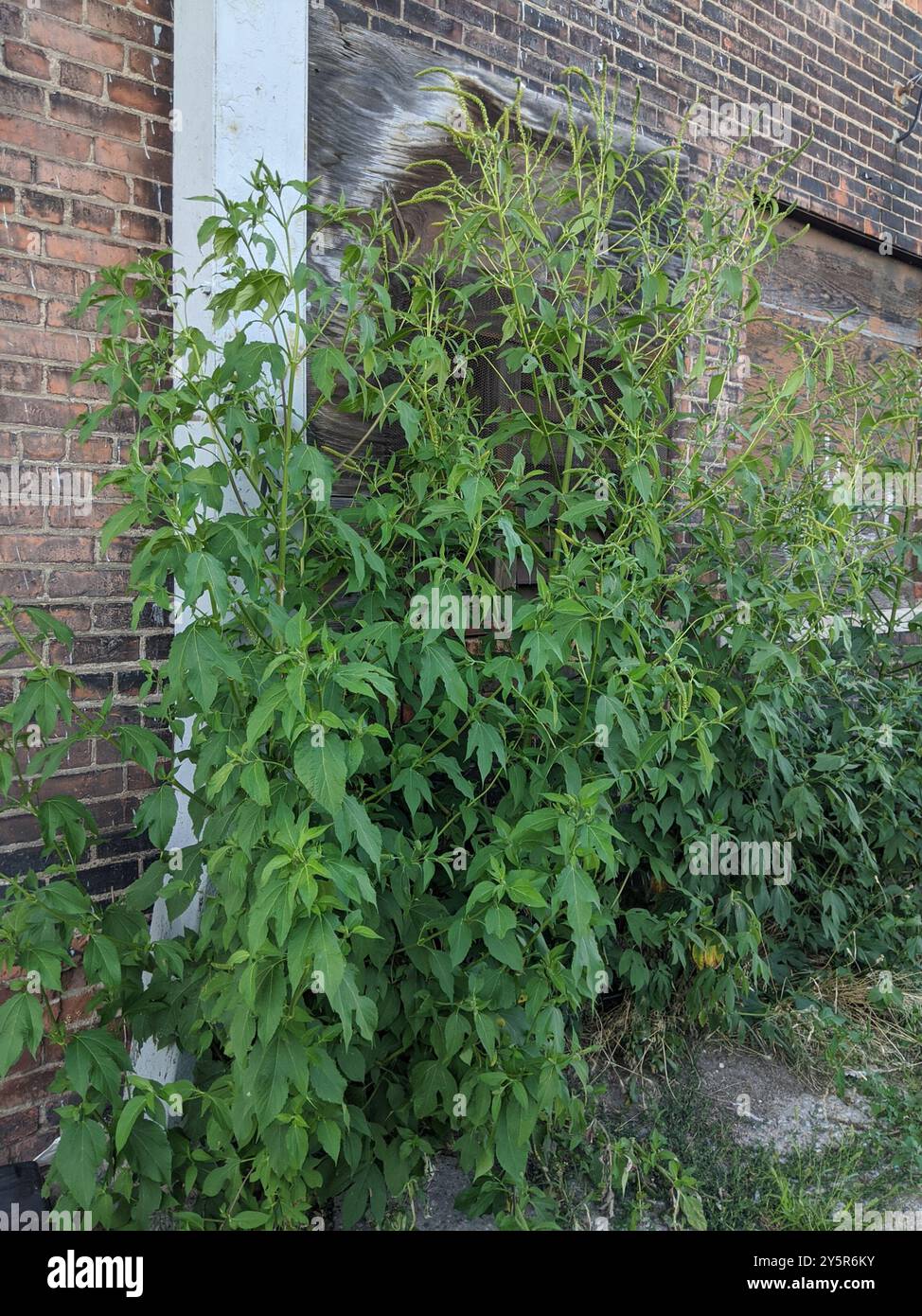 giant ragweed (Ambrosia trifida) Plantae Stock Photo - Alamy