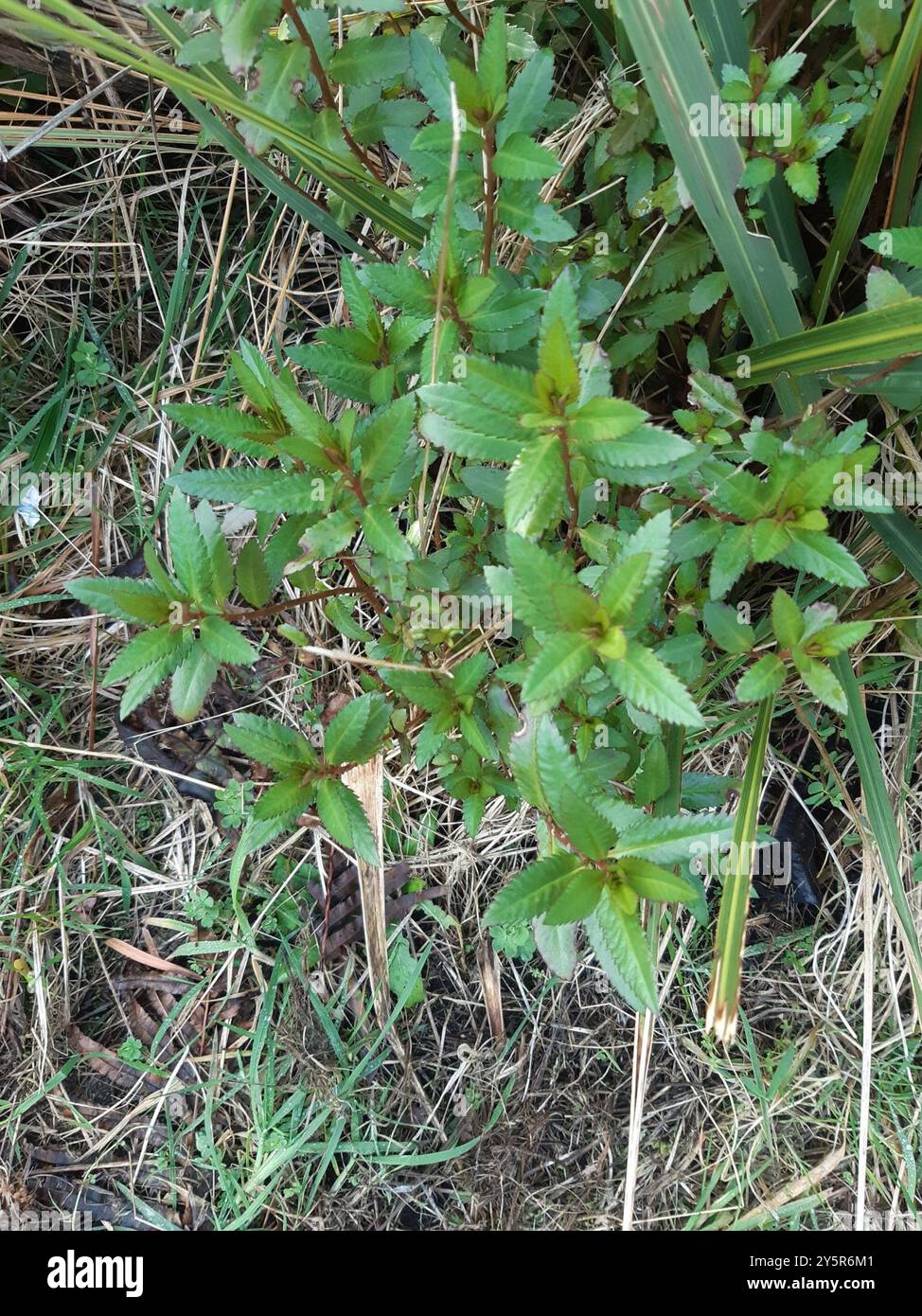 Shrubby Haloragis (Haloragis erecta) Plantae Stock Photo - Alamy