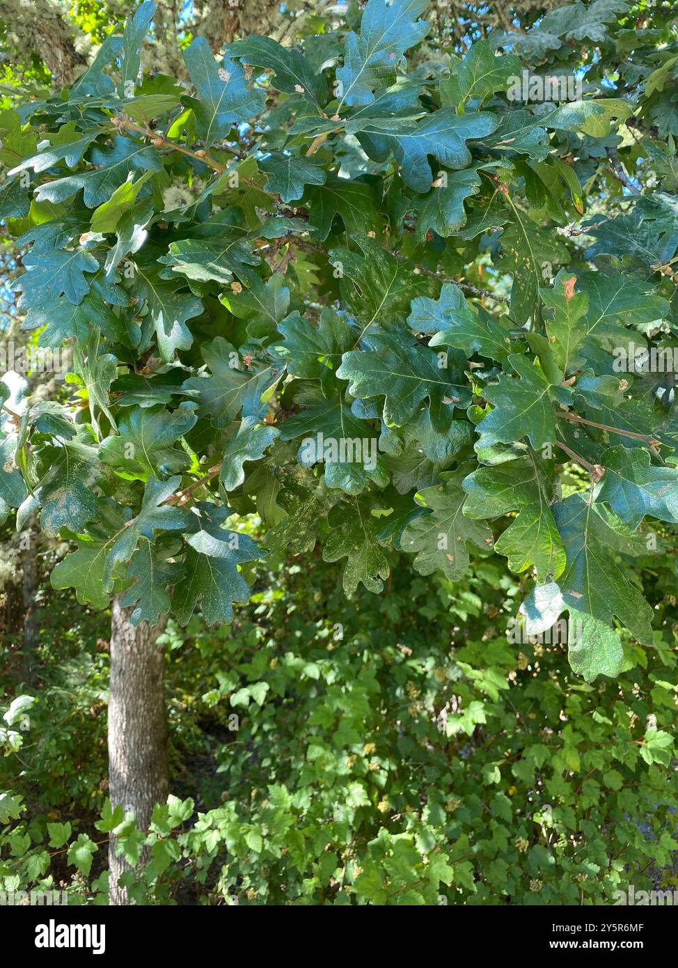 Oregon oak (Quercus garryana) Plantae Stock Photo - Alamy