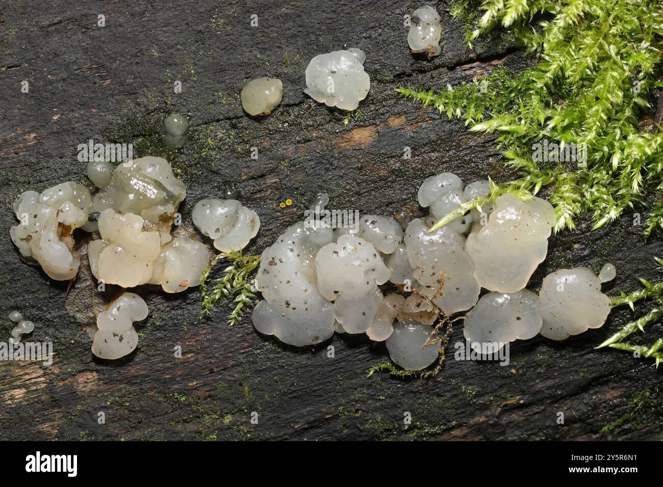 Crystal Brain Fungus (Myxarium nucleatum) Fungi Stock Photo - Alamy