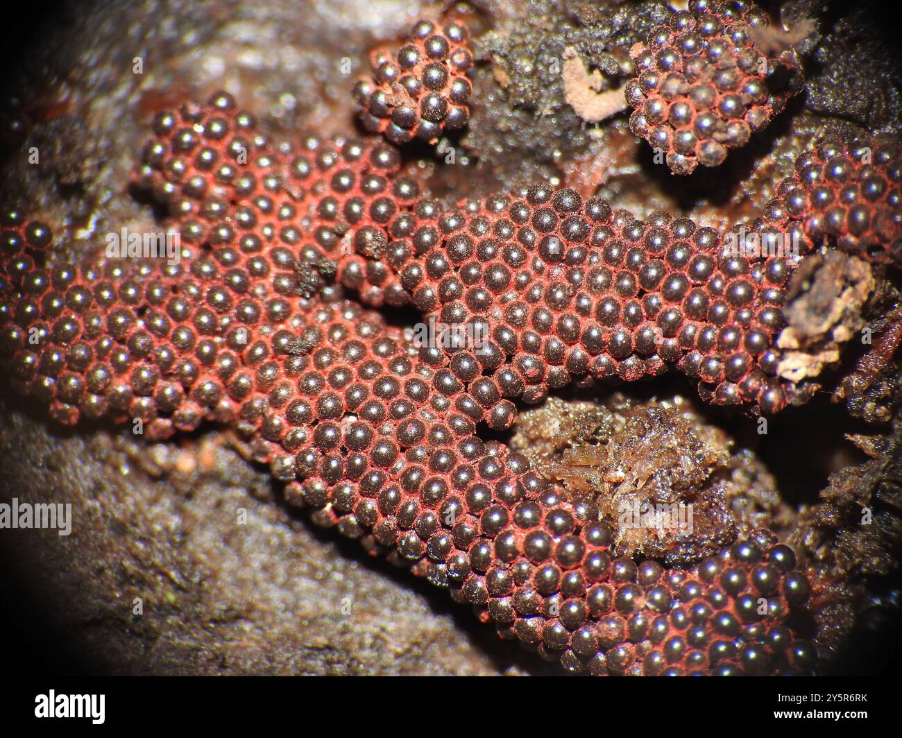 Wasp's Nest Slime Mold (Metatrichia vesparia) Protozoa Stock Photo - Alamy