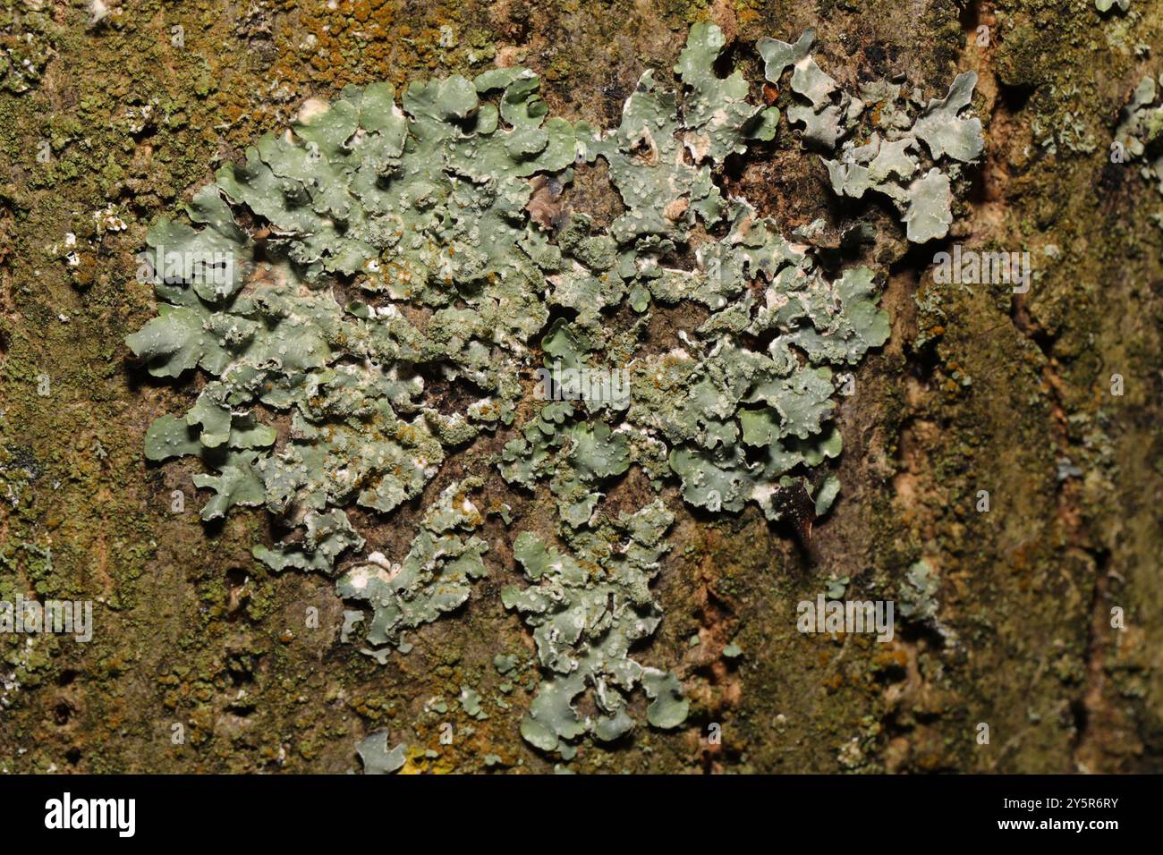 Speckled Shield Lichens (Punctelia) Fungi Stock Photo - Alamy