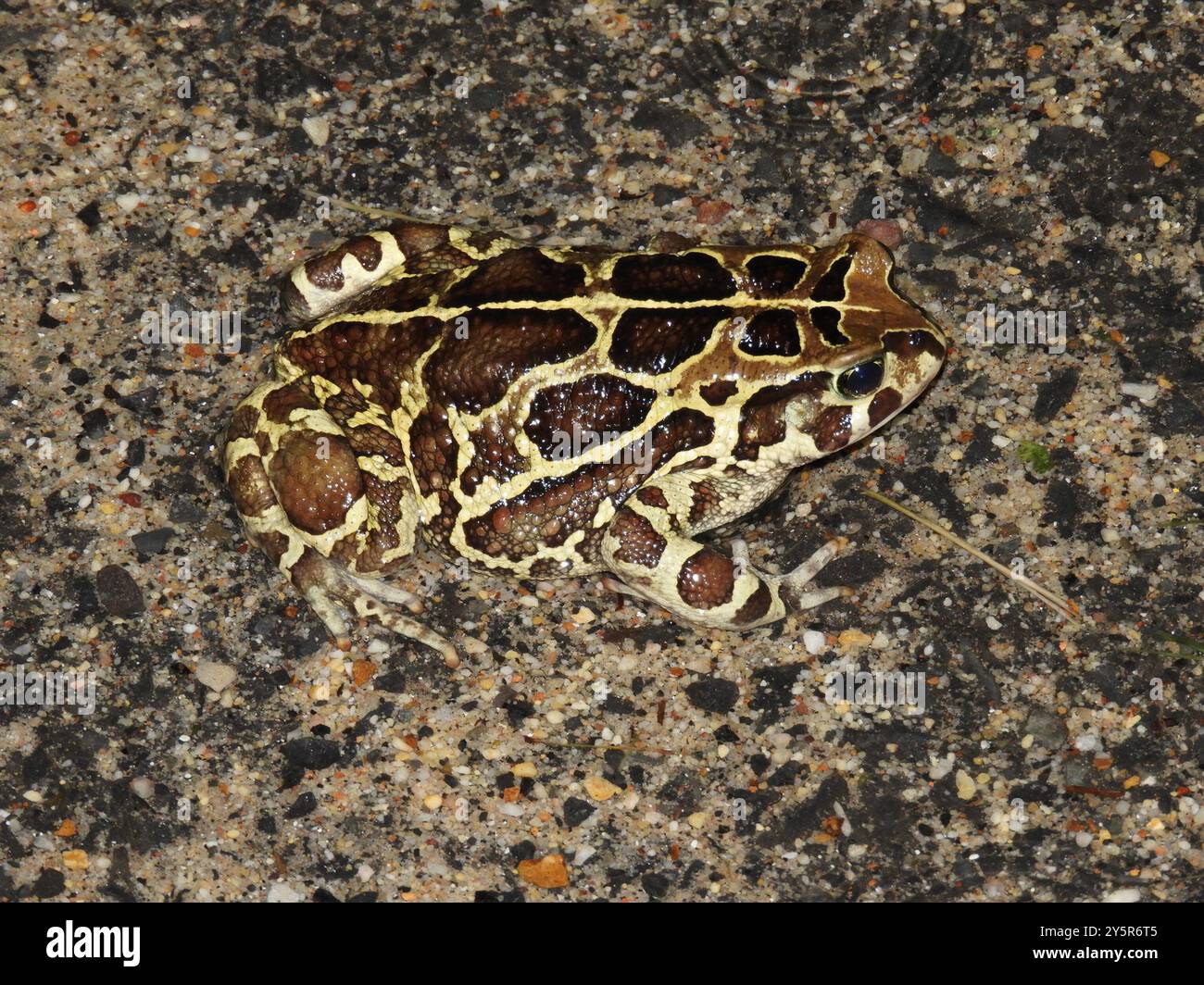 Western Leopard Toad (Sclerophrys pantherina) Amphibia Stock Photo - Alamy