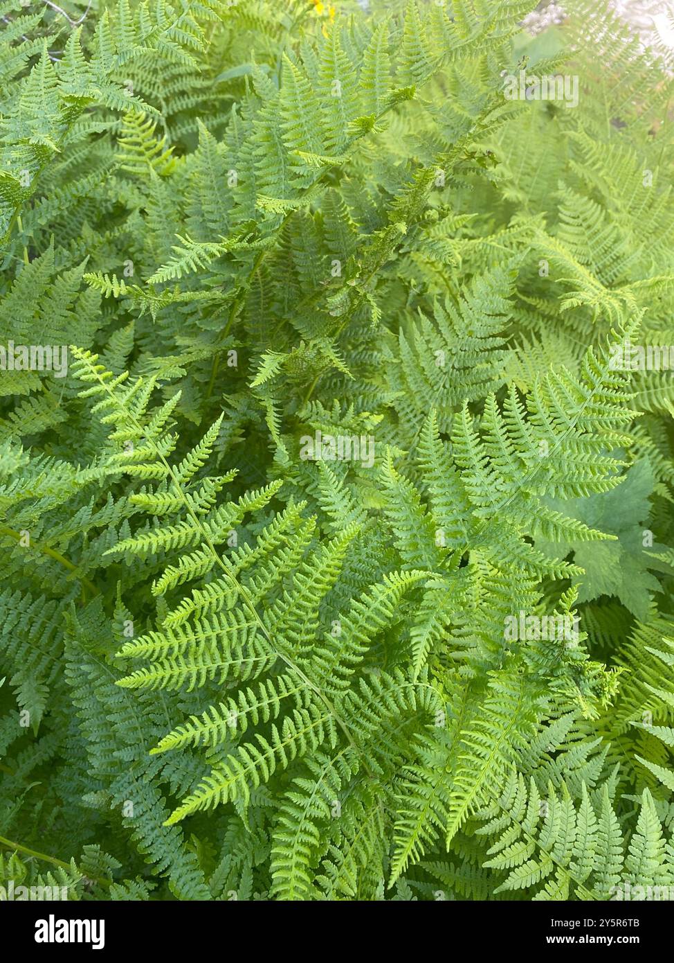 western lady fern (Athyrium filix-femina cyclosorum) Plantae Stock ...
