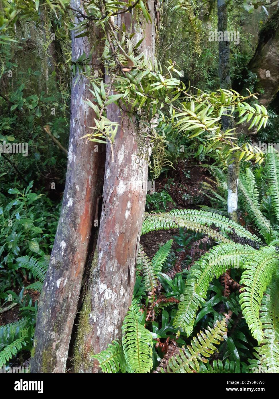 Hall's totara (Podocarpus laetus) Plantae Stock Photo - Alamy