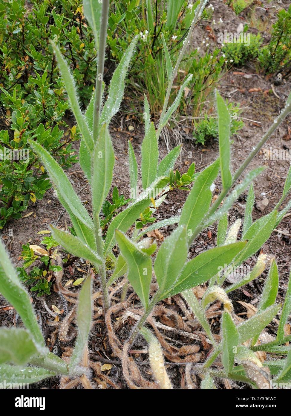 narrow-leaved hawksbeard (Crepis tectorum) Plantae Stock Photo - Alamy