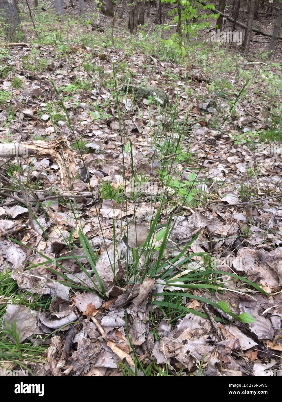 White-grained Mountain-ricegrass (Oryzopsis asperifolia) Plantae Stock ...