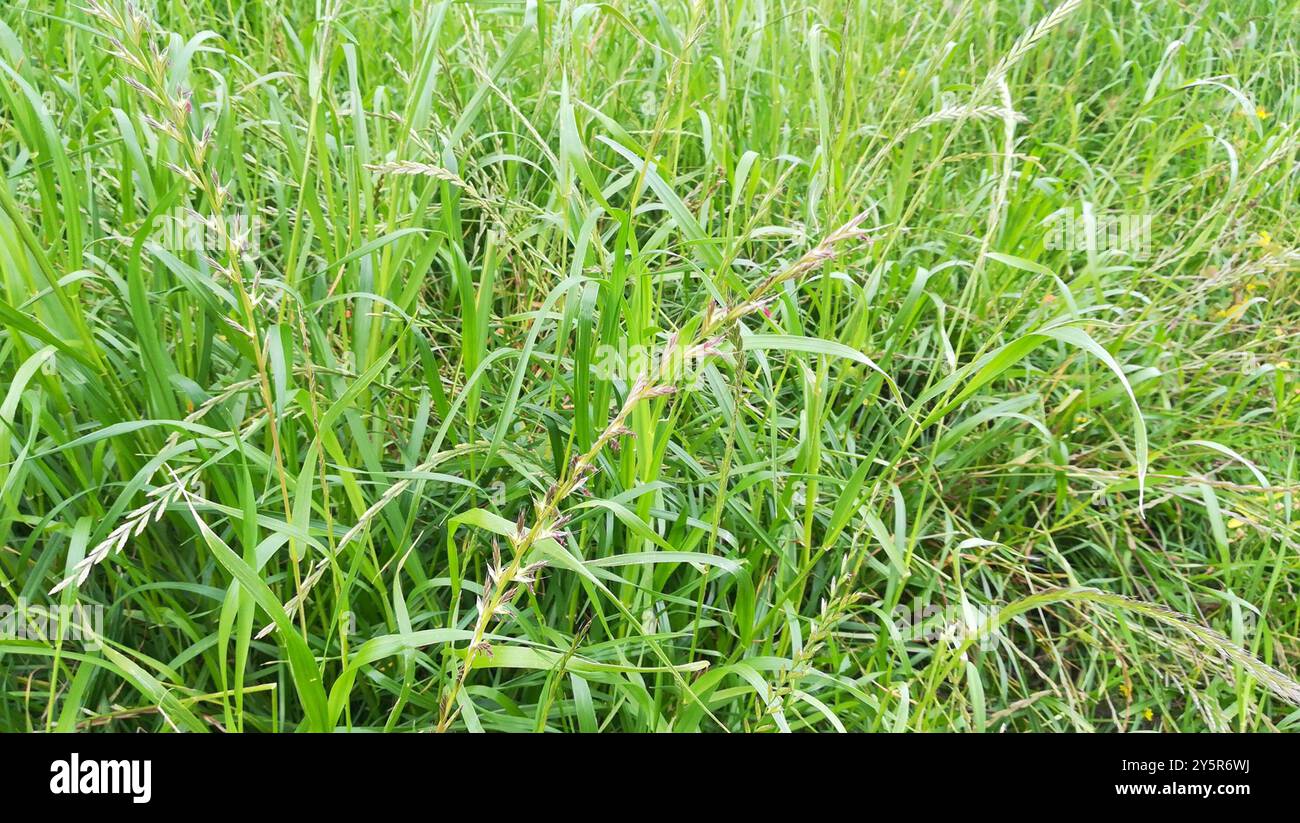 Lolium temulentum hi-res stock photography and images - Alamy
