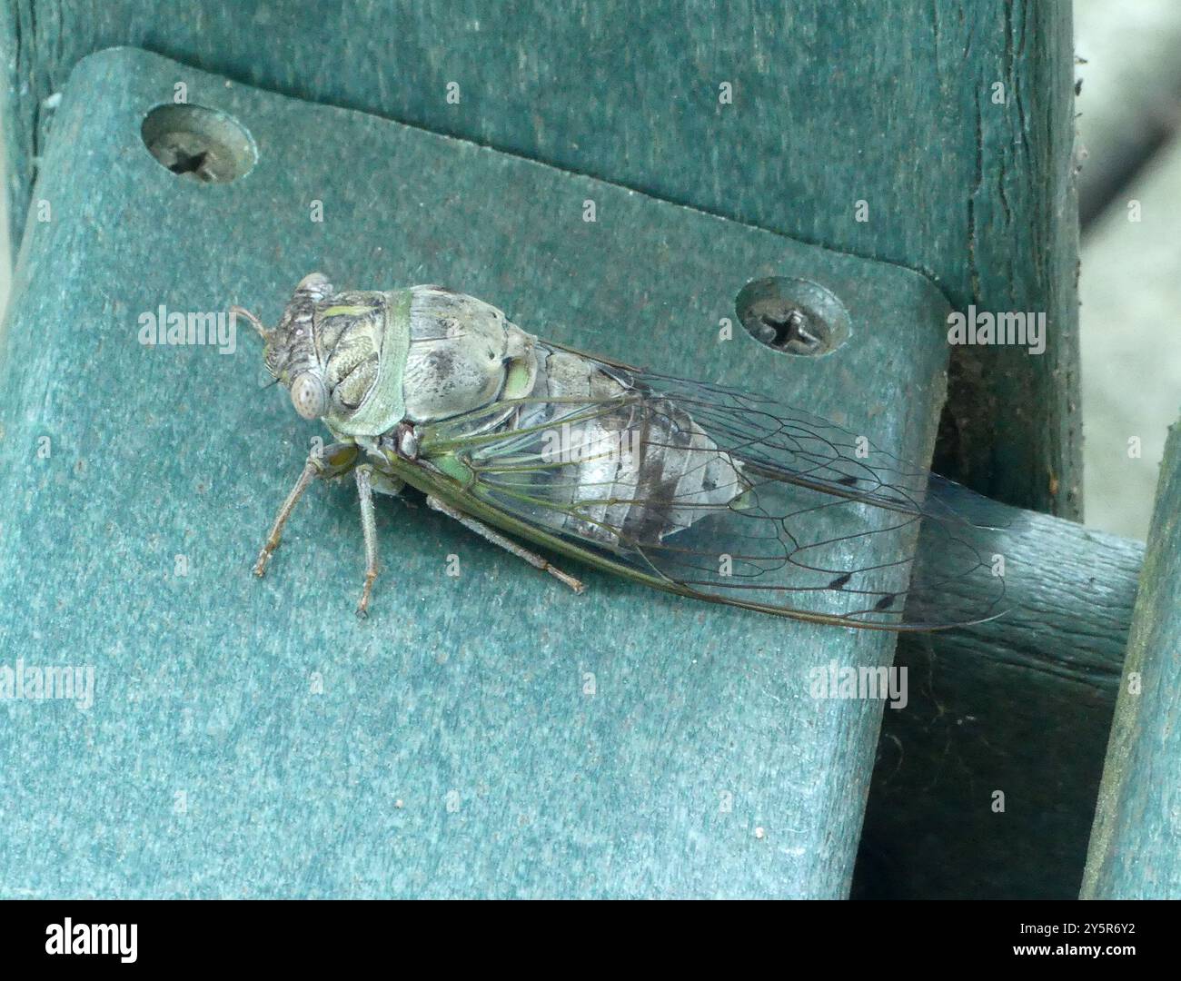 Northern Dusk-singing Cicada (Megatibicen grossa) Insecta Stock Photo ...