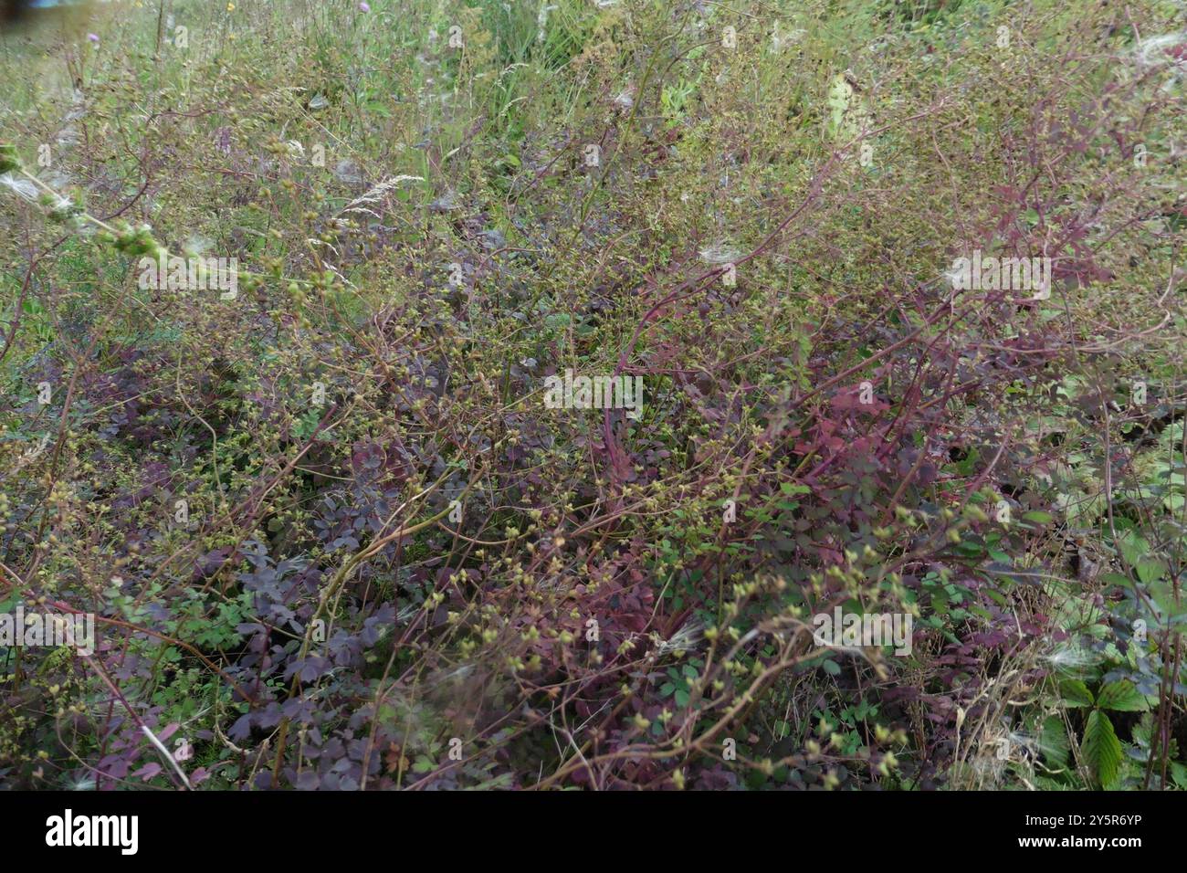 Lesser Meadow-rue (Thalictrum minus) Plantae Stock Photo - Alamy