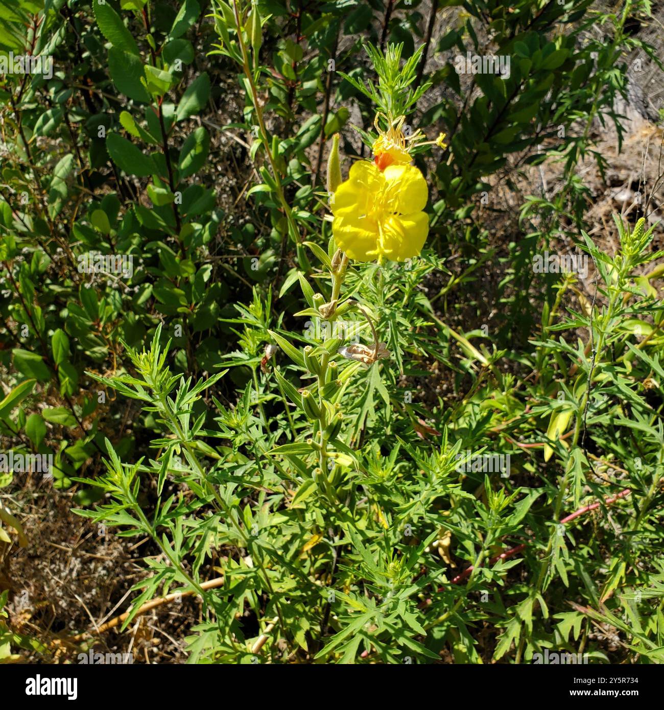tall evening primrose (Oenothera elata) Plantae Stock Photo - Alamy