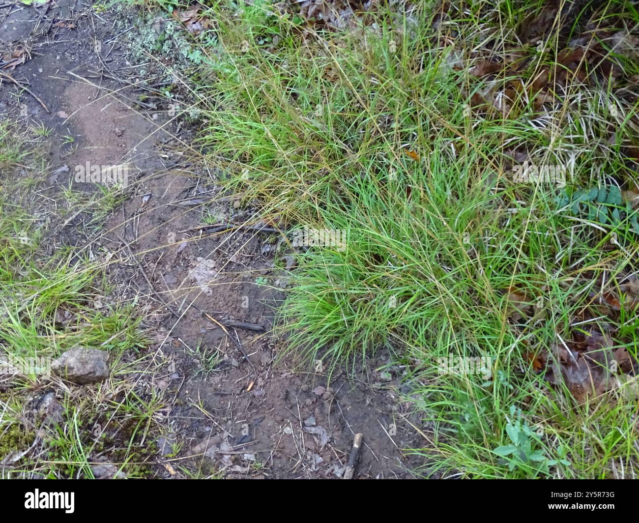 Poverty oatgrass (Danthonia spicata) Plantae Stock Photo - Alamy