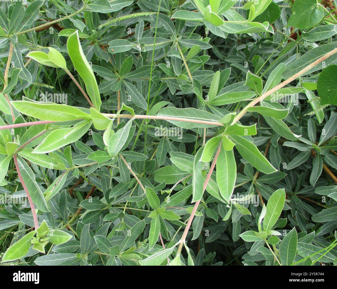 silver terminalia (Terminalia sericea) Plantae Stock Photo - Alamy