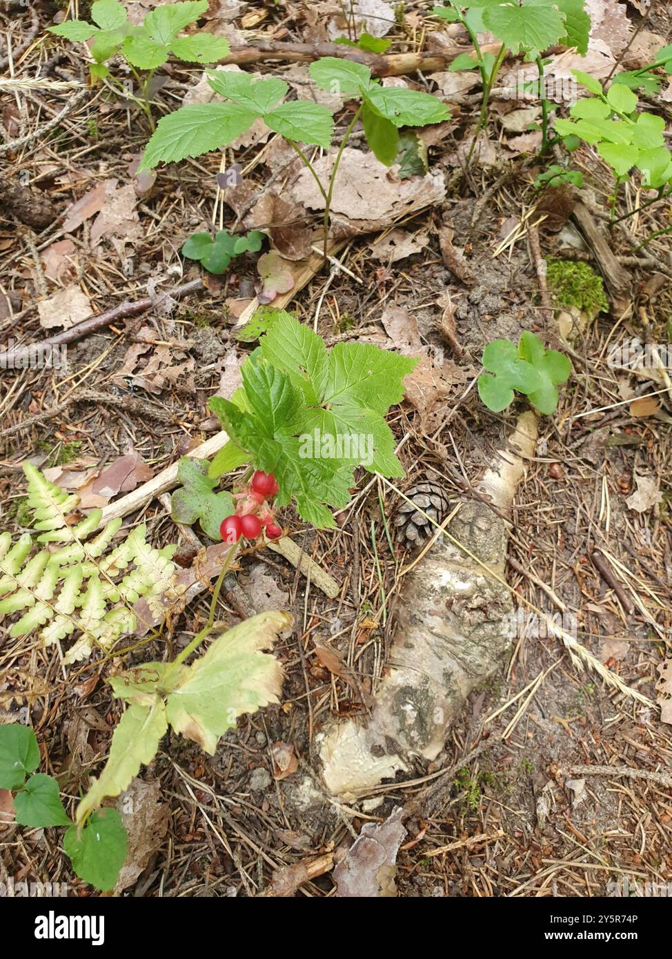 Stone Bramble (Rubus saxatilis) Plantae Stock Photo - Alamy
